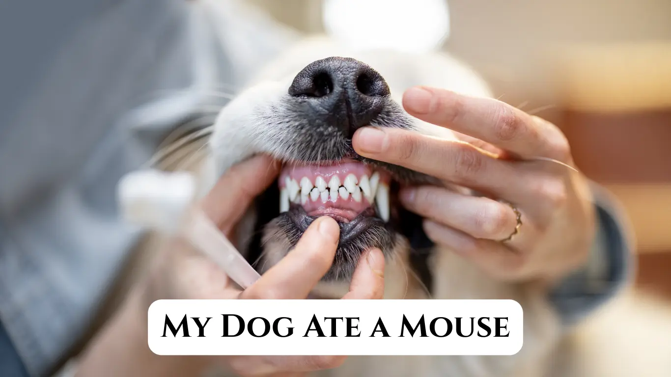 My Dog Ate a Mouse – What You Should Do Now