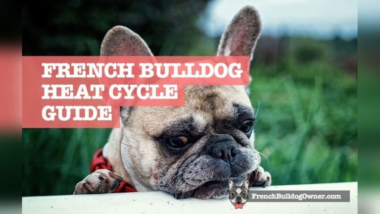 How Long Is a French Bulldog in Heat? Complete Cycle Timeline
